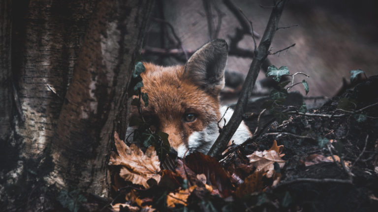 Igor Moroz @igor.bear Landscape photographer based in Germany - NOMADICT