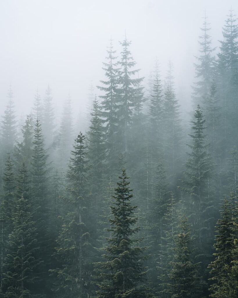 Dustin Shepherd @shepherdcaptures Photographer based in the US - NOMADICT