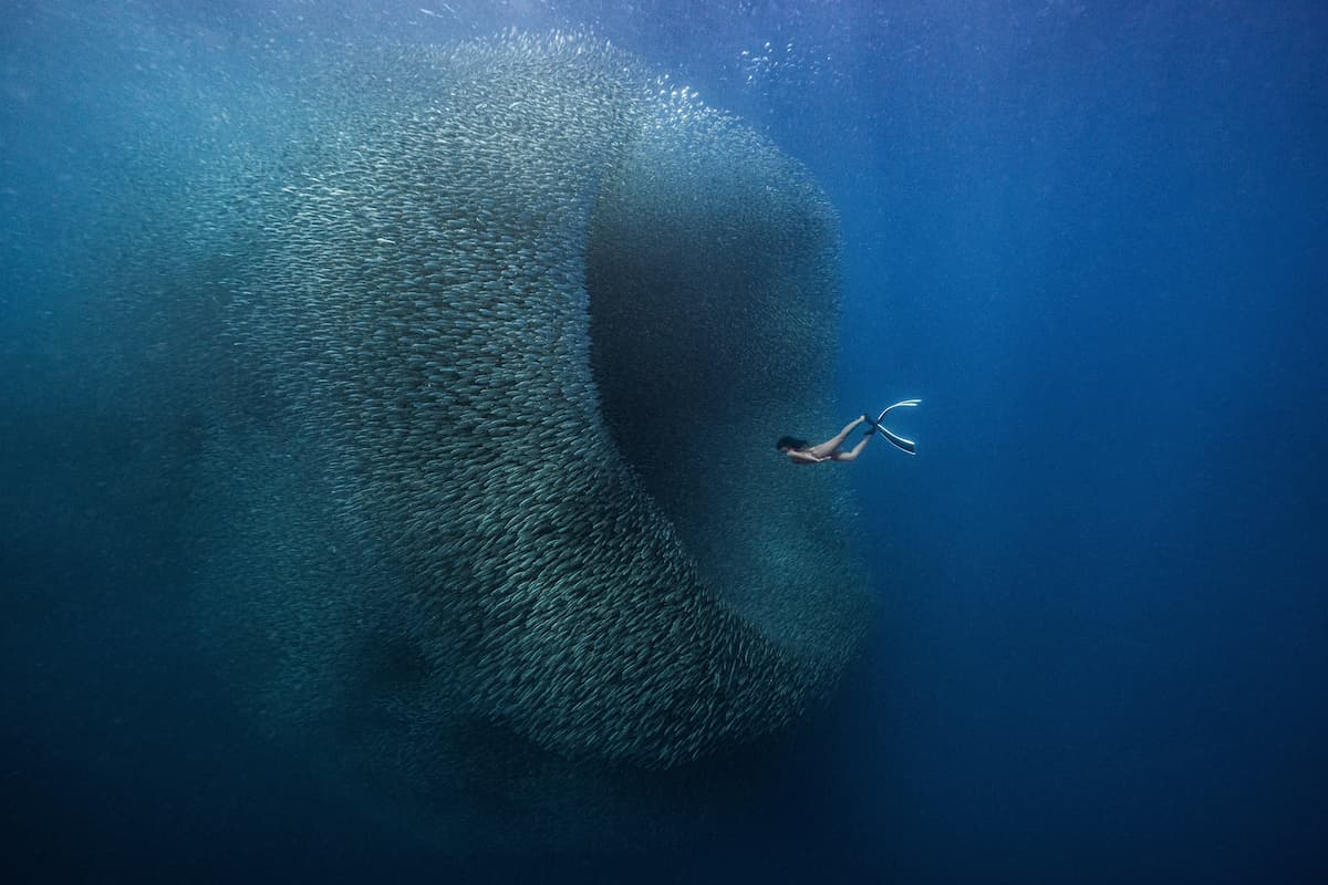 Ben Yavar (@ben.freediver): Underwater photographer based in the ...